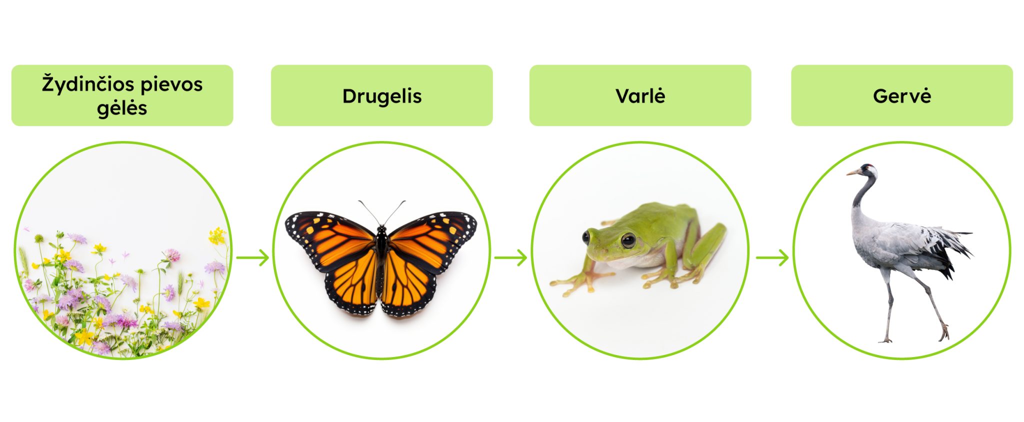 Vandenyje, miške ir pievoje | Gamtos mokslai | 1-4 kl.